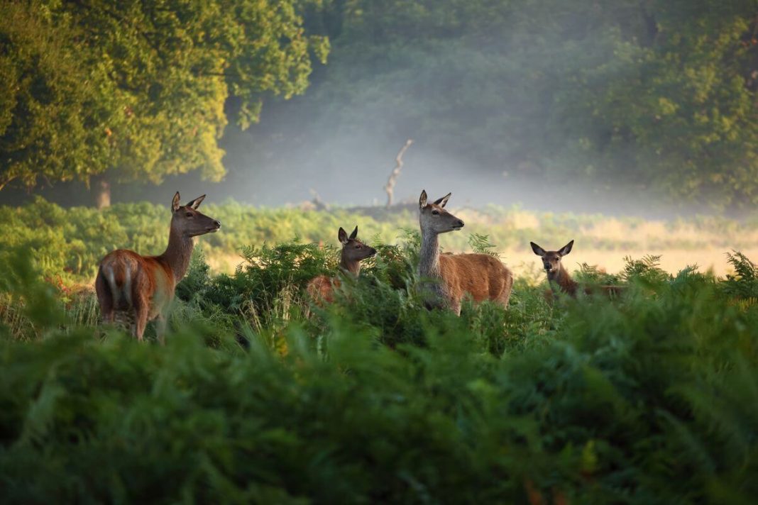 A Guide To Collective Nouns For Groups Of Animals, Birds, And Insects ...